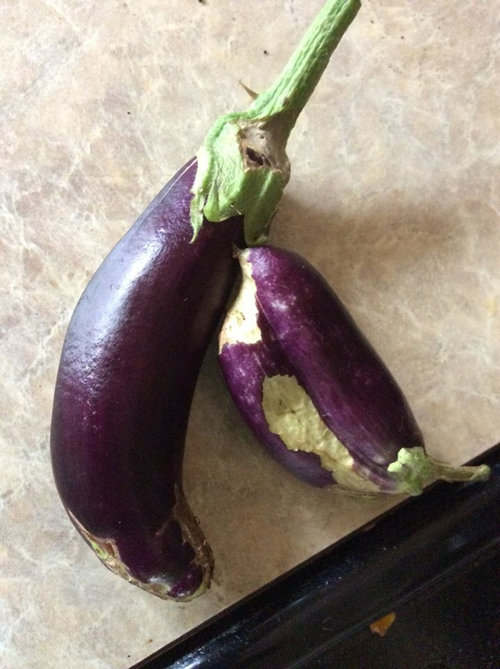 Something Is Eating My Eggplants Fruit Help