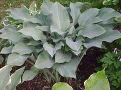 Hosta K 2019 .....