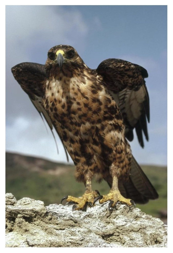 Galapagos Hawk Perching On Rock, Isabella Island, Galapagos Islands ...
