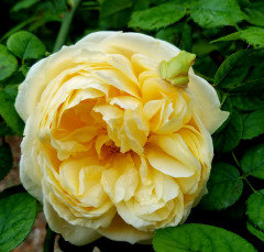 Tell me about yellow David Austin roses.