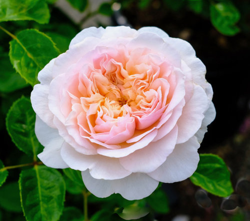 Emily Bronte - my newest David Austin rose