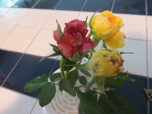 Deformed Roses