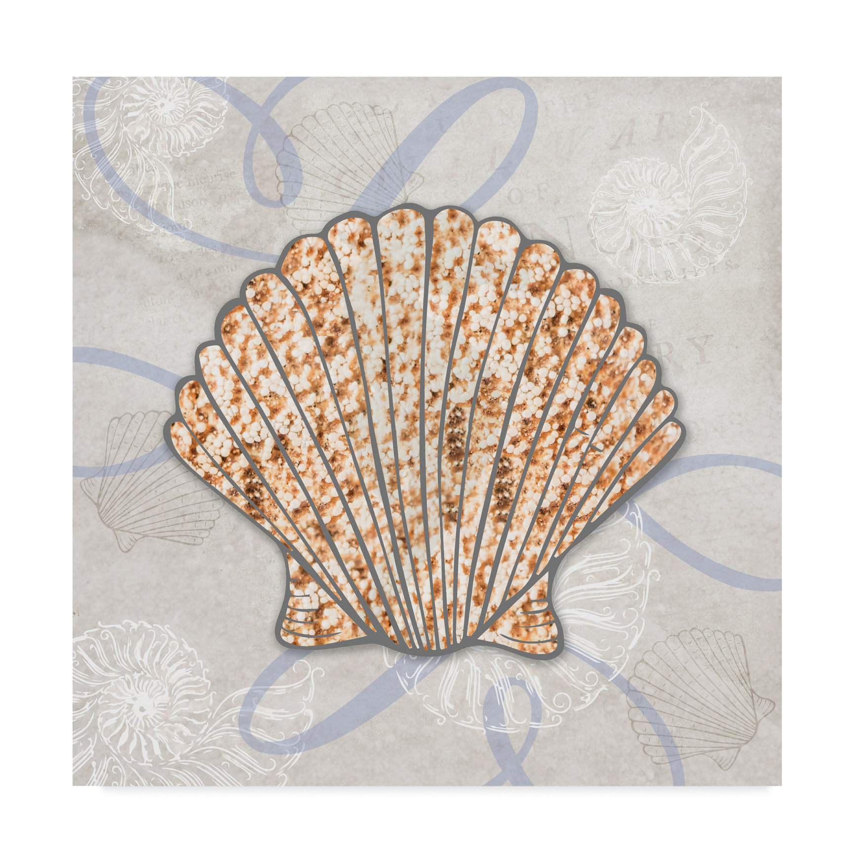 "Shell Texture" by Lightboxjournal, Canvas Art, 35"x35" - Beach Style ...