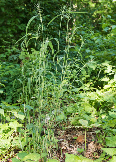 How to Design a Meadow Garden That Loves Shade