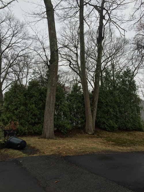 Basic bush/hedge
