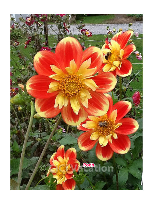 Open-Centered Dahlia Images