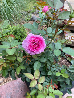 New Kordes rose here! "Raspberry Cupcake" aka KORcarmsis