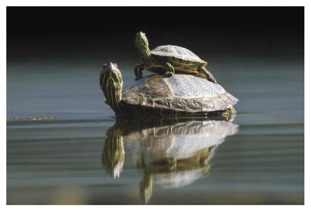Red-Eared Slider Turtle, Pair In Pond, City Park, Munich, Germany-Paper ...