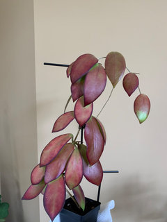 Hoya Mindorensis blooming