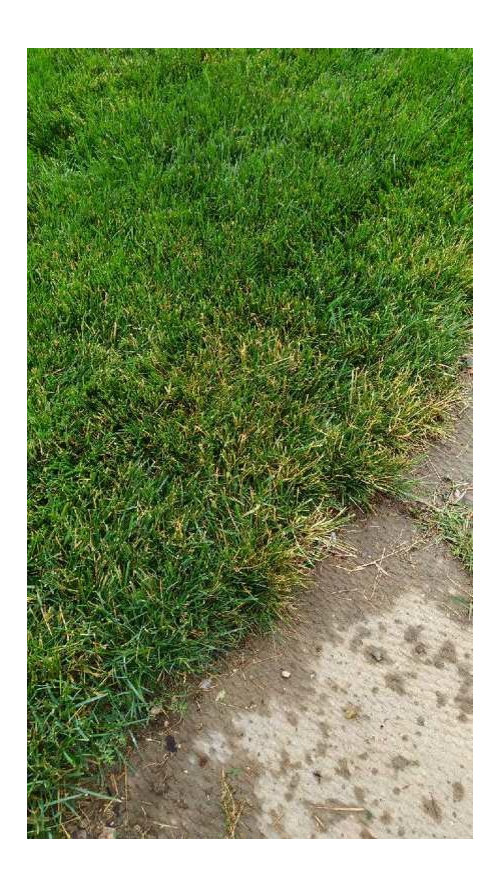 Iron Deficiency?