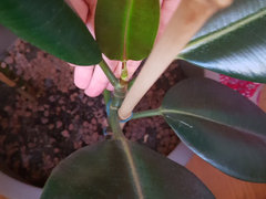 ficus elastica stunted new leaves | Houzz Forum