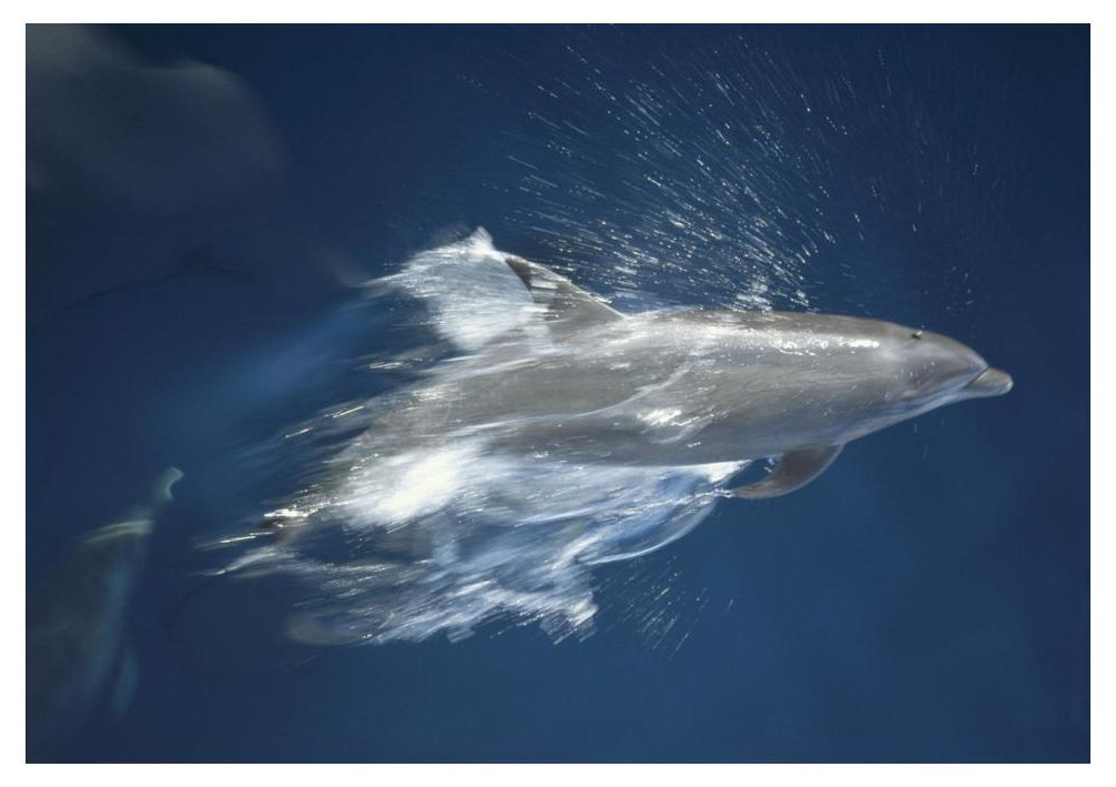 Bottlenose Dolphin Leaping Playfully, Hood Island, Galapagos Islands ...