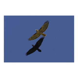 Red-Tailed Hawk And Common Raven Flying, North America-Paper Art, 20 ...