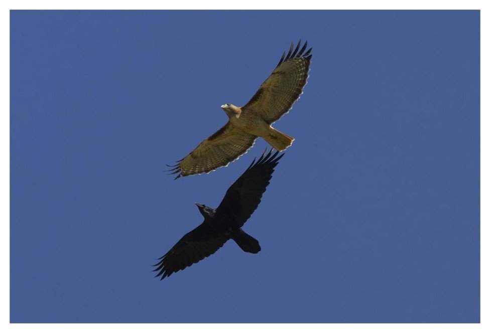 Red-Tailed Hawk And Common Raven Flying, North America-Paper Art, 20 ...