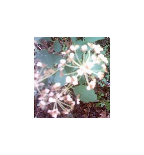 hedge identification