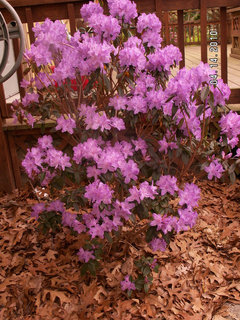 Recommend a light lavender purple azalea!