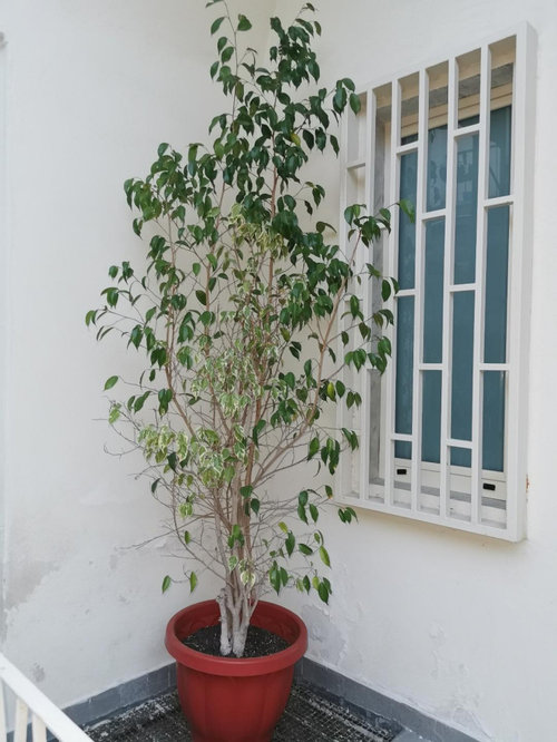 Practical tips for pruning ficus trees
