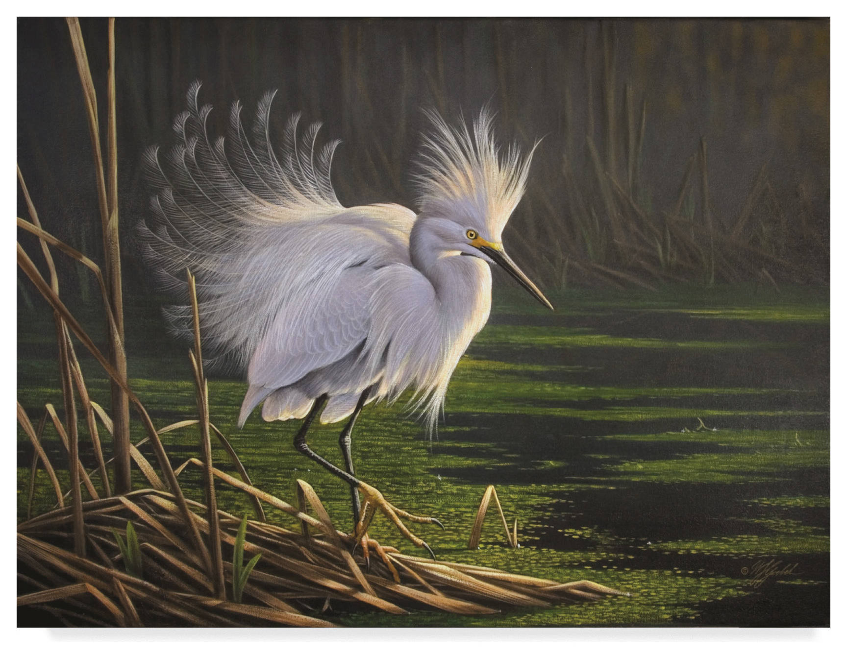 Wilhelm Goebel 'White Heron Feathers' Canvas Art, 19"x14" - Beach Style ...