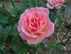 Jessica Hybrid Tea Rose