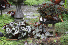 Wedge vs cone cuttings - which is faster? | Houzz Forum