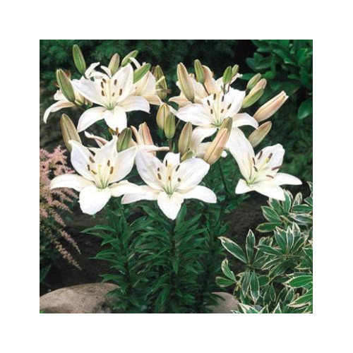 Asiatic lilies (lilium) zone 9b? Tips? | Houzz Forum