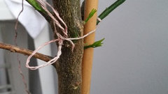 How can you tell the difference between sucker branches