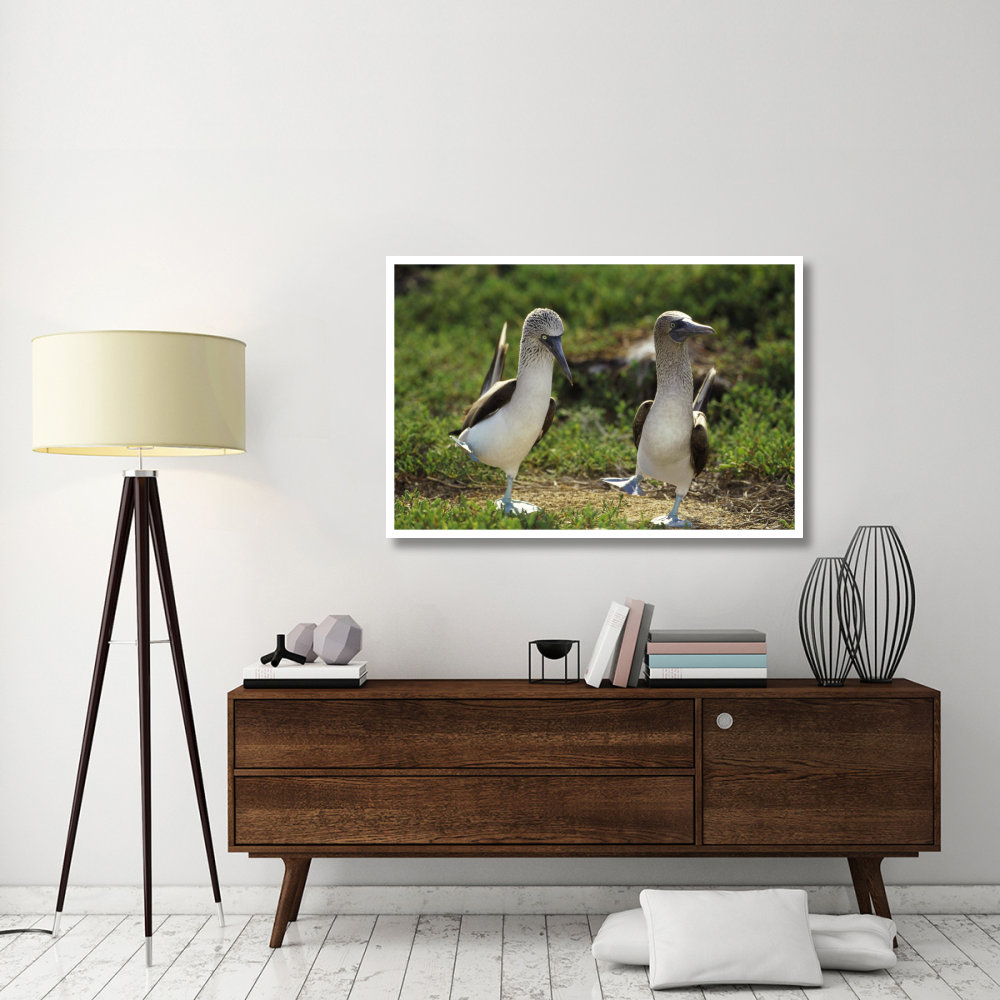 Blue-Footed Booby Pair In Courtship Dance, Galapagos Islands, Ecuador ...