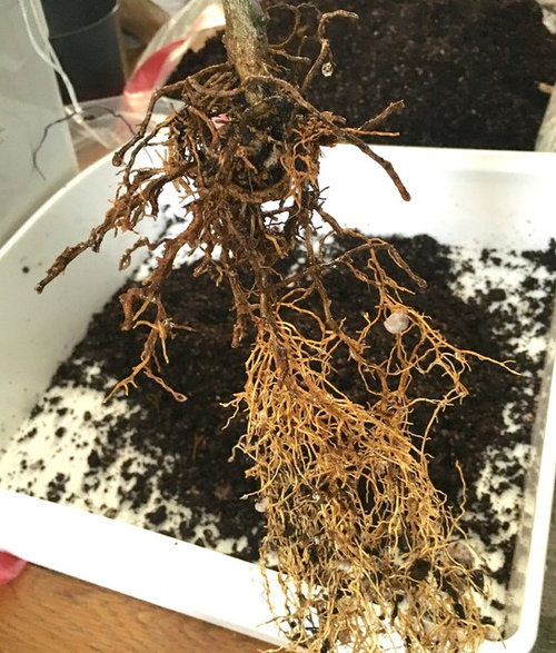 Bad Meyer root structure (Record Buck Farms) | Houzz Forum