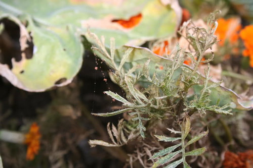 OT: Marigolds and Spider Mites **PICS**