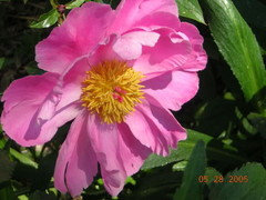 how to grow peonies in Colorado