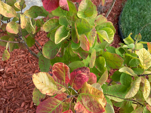 Smoke bush showing signs of infected by Verticillium Wilt | Houzz Forum