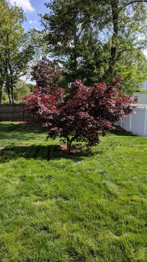 Need Advice on how to trim a Red Maple?