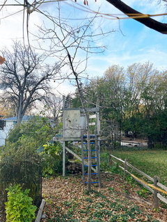 Hickory Tree not straight | Houzz Forum