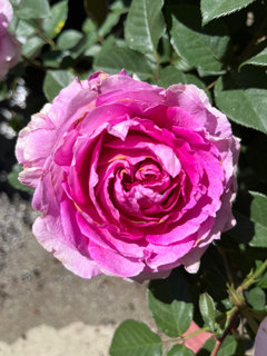 New Kordes rose here! "Raspberry Cupcake" aka KORcarmsis