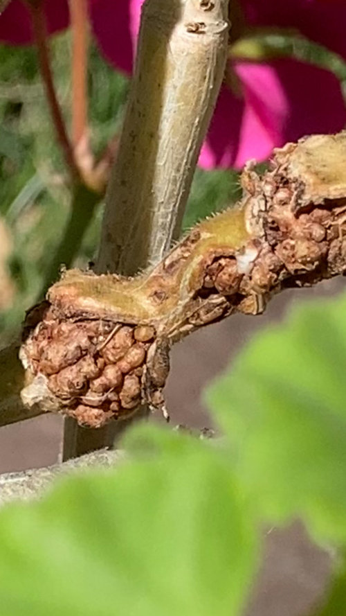 Geranium stem bumps?