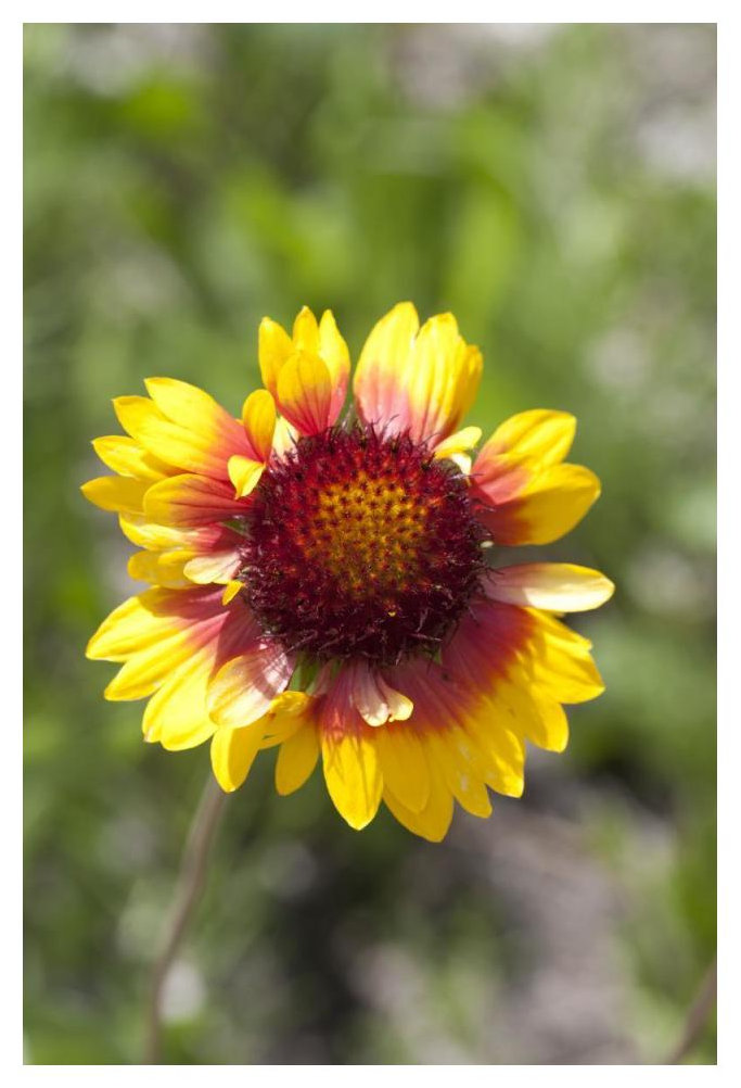 "Annual Coreopsis Flower, Spruce Woods Provincial Park, Manitoba" Wall ...