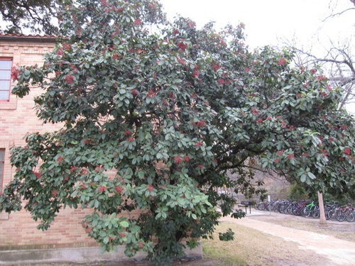 Large Shrub With Red Berries?