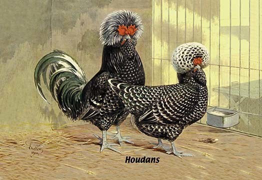 Houdans (Chickens), 20" x 30" - Farmhouse - Prints And Posters - by ...