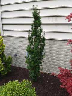 Taxus baccata 'Stricta'?