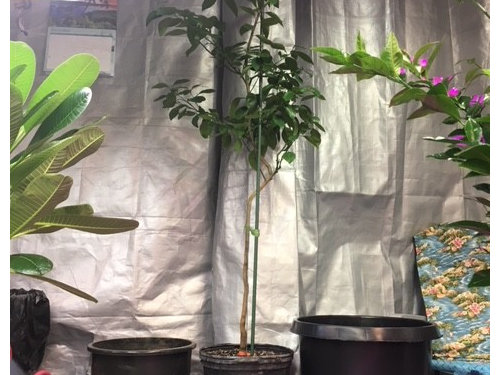 What size pot for the tangelo?