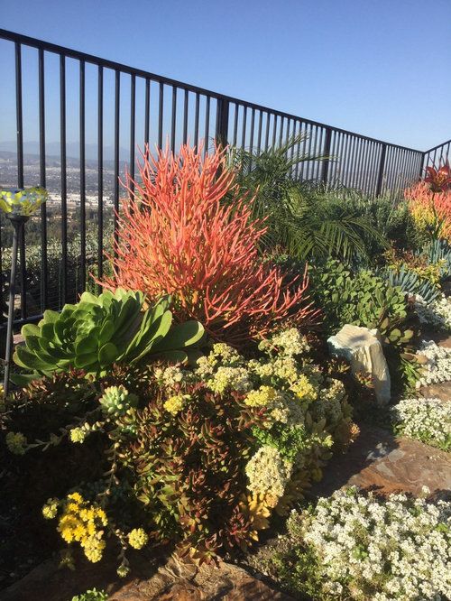 Any suggestions for trimming my sticks of fire plants?