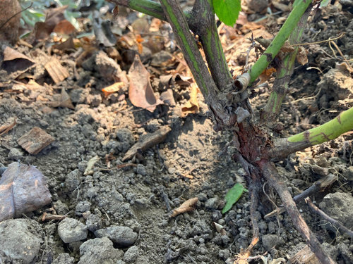 Grafted Root Ball or sucker