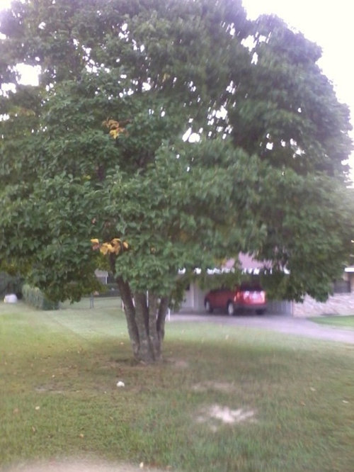 Anybody know what this multi-trunked tree is called?