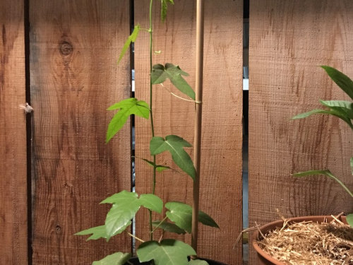 Sapling identification