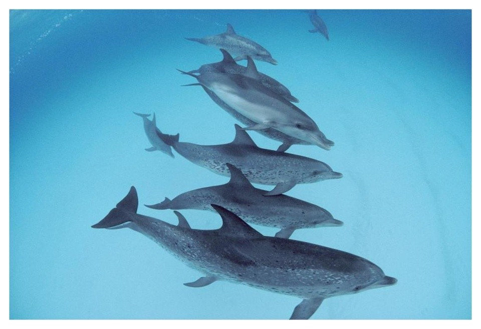 Bottlenose Dolphin Swimming With Pod Of Atlantic Spotted Dolphins ...