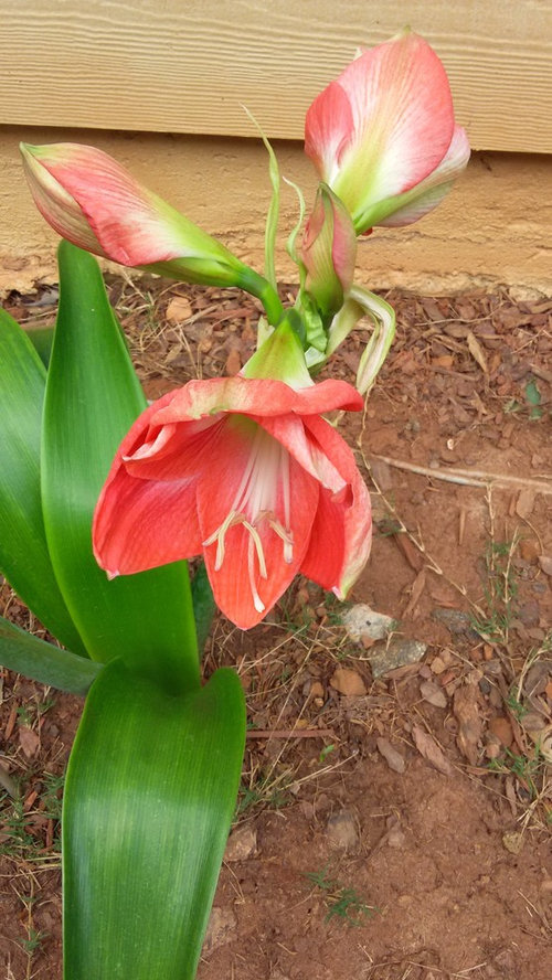 Amaryllis named Minerva from Lowe's