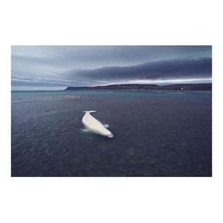 Stranded Beluga Whale Awaiting Incoming Tide As Storm Approaches ...