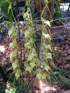 Brs. Edvah Loo 'Nishida'