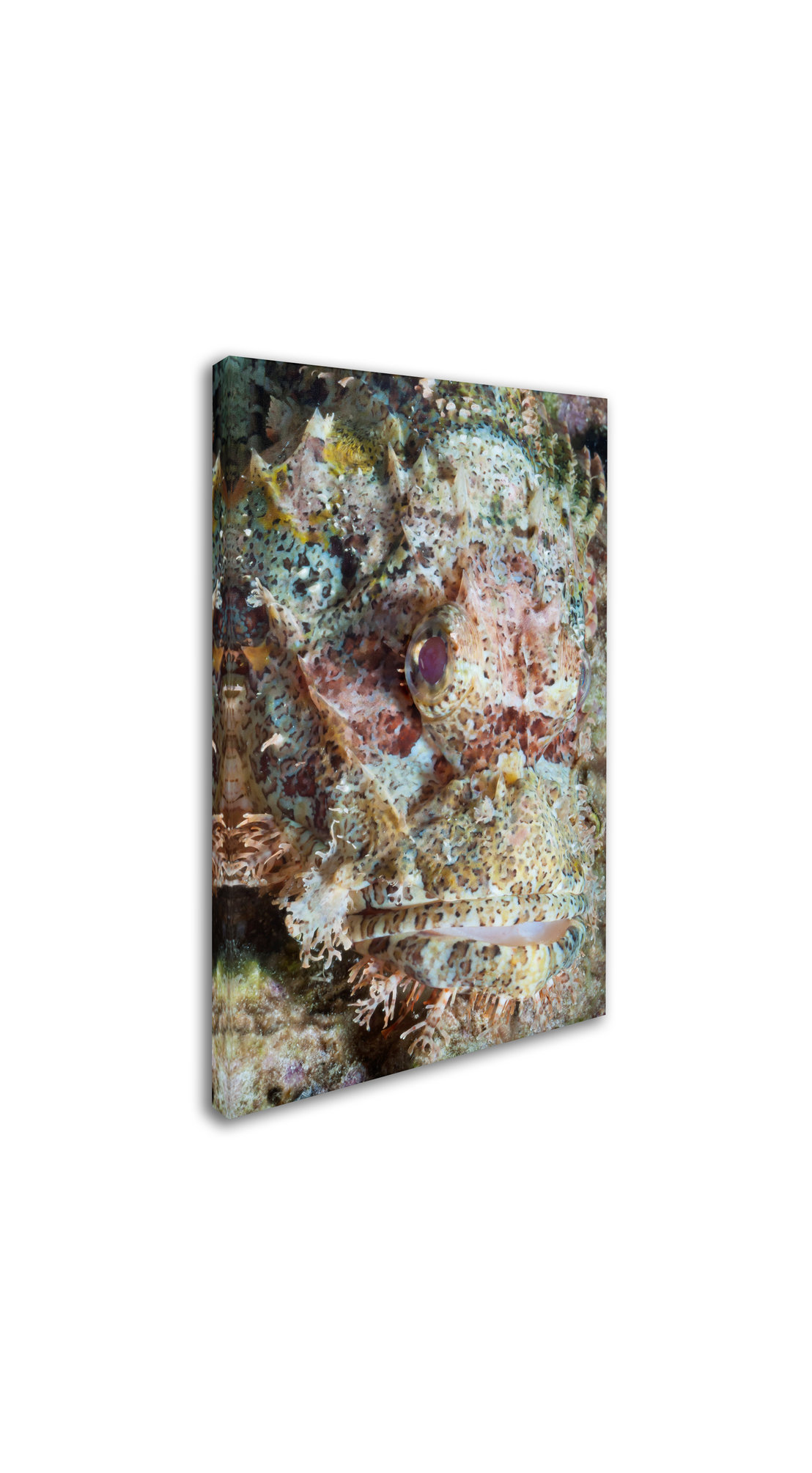 "Underwater" by Robert Harding Picture Library, Canvas Art, 12"x19 ...