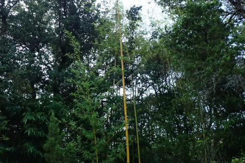 Invasive Golden Bamboo?